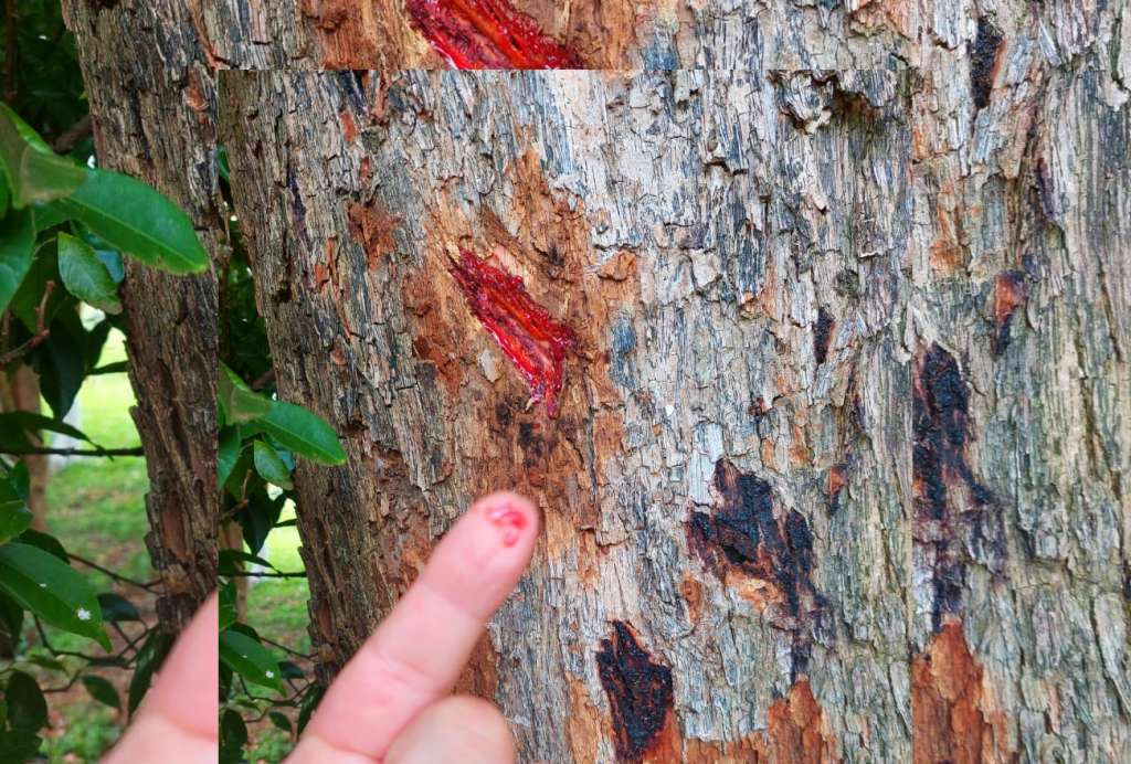 Dia Nacional do Pau-brasil - Portal C3